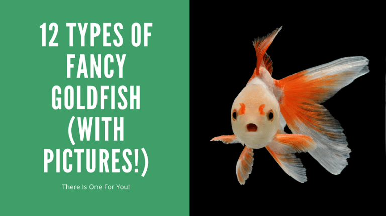 Fancy Goldfish Types - 12 Best (With Pictures) - AquariumStoreDepot