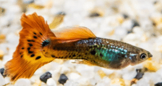 Livebearers - 5 Main Types (With Pictures!) - AquariumStoreDepot