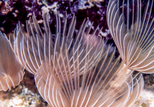 The 4 Major Types of Coral (A Complete Guide) - AquariumStoreDepot