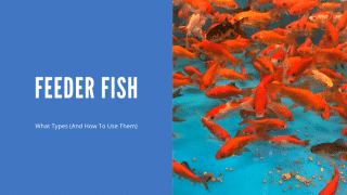 Feeder Fish - What Types And Should You Use Them? - AquariumStoreDepot