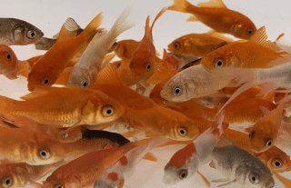 Feeder Fish - What Types And Should You Use Them? - AquariumStoreDepot