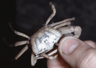 Freshwater Crabs - 15 Great Selections (With Pictures) - AquariumStoreDepot