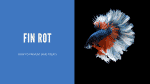 Fin Rot: How to Spot It, Treat It, and Stop It From Coming Back ...