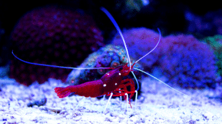 Cleaner Shrimp Care Guide: The Reef Tank's Most Fascinating Cleanup ...