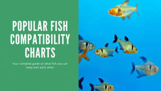 Popular Freshwater Fish Compatibility Chart - A Complete List ...