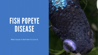 Fish PopEye Disease - 4 Ways To Prevent (And How To Cure It ...