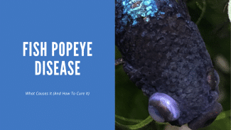 Fish PopEye Disease - 4 Ways To Prevent (And How To Cure It ...