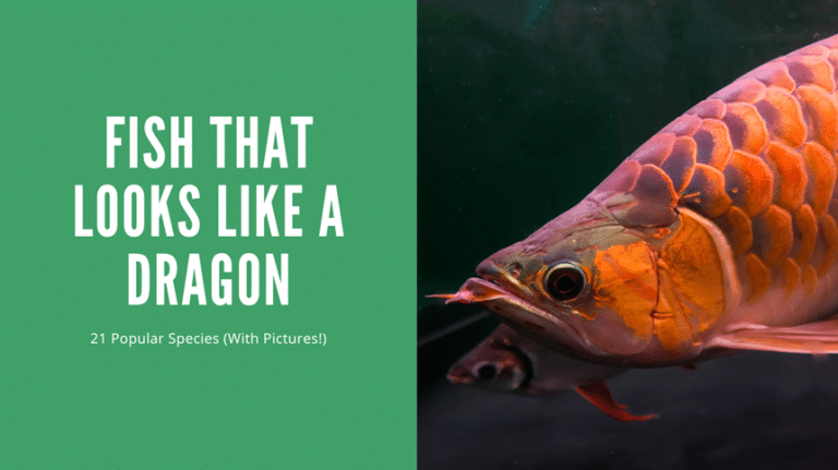 Fish That Looks Like A Dragon - Here's 21 - AquariumStoreDepot