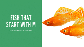 15 Aquarium Fish That Start With M (Species Guide) - AquariumStoreDepot