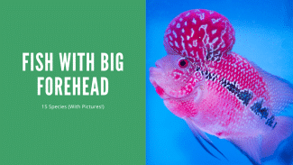 Fish With Big Forehead - 15 Species (with Photos) - AquariumStoreDepot