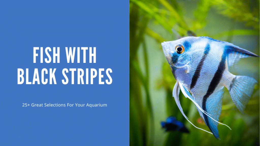 25+ Fish With Black Stripes (For Any Aquarium) - AquariumStoreDepot