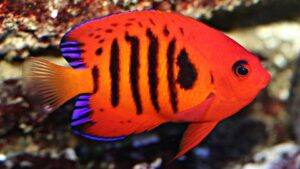 Orange Fish - 9 Freshwater (and 7 Saltwater Species for Your Tank ...