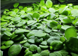 Amazon Frogbit – A Complete Care Guide - AquariumStoreDepot