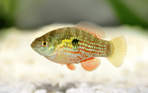 Types Of Killifish - Top 8 (With Pictures!) - AquariumStoreDepot