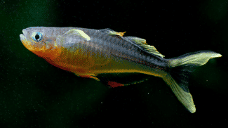 15 Popular Types of Rainbow Fish (With Pictures!) - AquariumStoreDepot