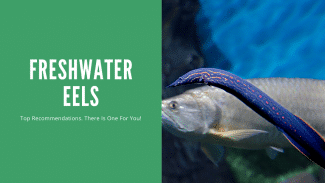 11 Types of Freshwater Eels: What They Actually Are (And What to Expect ...