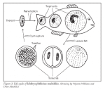 How To Treat Ich On Fish - 6 Prevention Tips and 1 Go To Cure ...