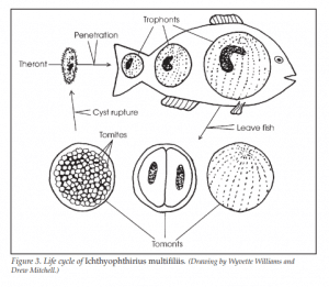How To Treat Ich On Fish - 6 Prevention Tips and 1 Go To Cure ...