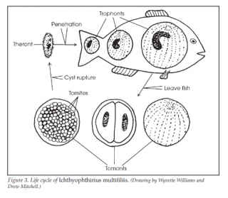 How To Treat Ich On Fish - 6 Prevention Tips and 1 Go To Cure ...