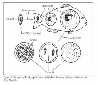 How To Treat Ich On Fish - 6 Prevention Tips and 1 Go To Cure ...