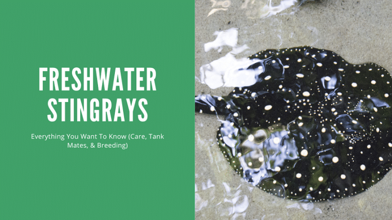 Freshwater Stingray Care Guide (Types, Care, and Environment ...