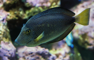 Types of Tangs - 15 Beautiful Additions To Your Aquarium ...