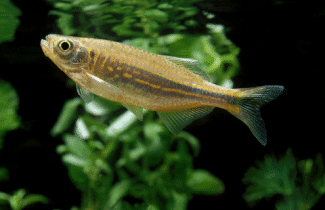9 Types of Danio Fish: A Guide to the Whole Group (Beyond the Zebra ...
