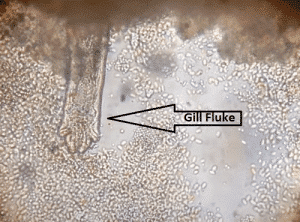 18 Common Diseases Your Fish May Have (And How to Cure Them ...