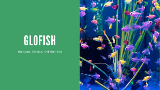 The Real Truth About Glofish Care (From An Expert Aquarist ...