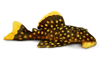 Types Of Plecos - 15 Popular Species (With Pictures) - AquariumStoreDepot