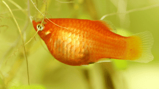 Feeder Fish - What Types And Should You Use Them? - AquariumStoreDepot