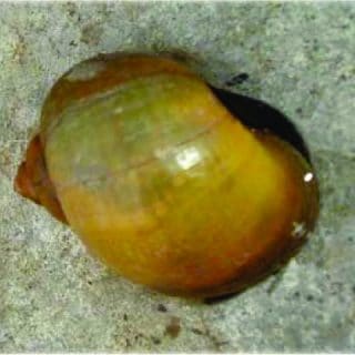 How To Tell If A Snail Is Dead: 6 Reliable Ways - AquariumStoreDepot