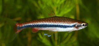Pencil Fish - A Complete Care Guide - AquariumStoreDepot