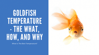 Goldfish temperature - what, how and why - AquariumStoreDepot