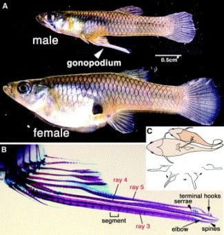 Types of Platy Fish: 15 Varieties Worth Knowing (And What Nobody Tells ...