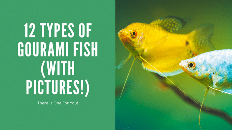 Gourami Types - 14 Great Ones (With Pictures!) - AquariumStoreDepot