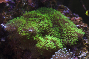Green Star Polyp Care - A Complete Guide - AquariumStoreDepot