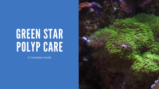 Green Star Polyp Care - A Complete Guide - AquariumStoreDepot