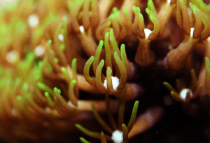 Green Star Polyp Care - A Complete Guide - AquariumStoreDepot
