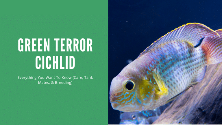 Green Terror Cichlid Care Guide: What You Need to Know Before You Buy ...