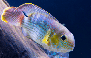 Green Terror Cichlid Care Guide: What You Need to Know Before You Buy ...