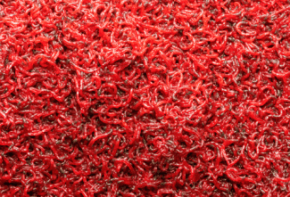 What Are Blood Worms? (Everything You Need To Know) - AquariumStoreDepot