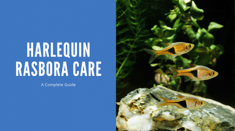 Harlequin Rasbora Care - A Complete Guide - AquariumStoreDepot
