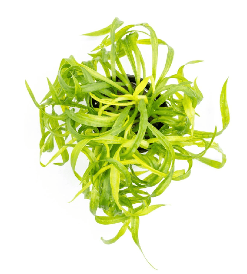 11 Best Plants for Small Aquariums (Nano Tank Guide) - AquariumStoreDepot