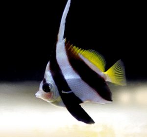 The Top 21 Types Of Butterfly Fish (With Pictures) - AquariumStoreDepot
