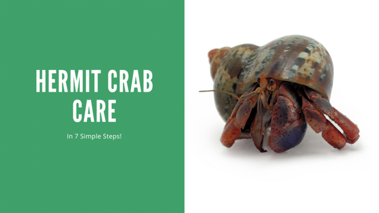 Freshwater Crabs - 15 Great Selections (With Pictures) - AquariumStoreDepot