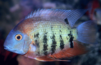 Severum Cichlid - A Complete Care Guide - AquariumStoreDepot