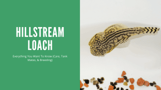 Hillstream Loach Care Guide: High-Flow, Cool-Water Requirements ...