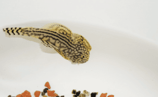 Hillstream Loach (A Complete Care Guide) - AquariumStoreDepot