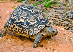 21 Types Of Tortoise Species (With Pictures) - AquariumStoreDepot